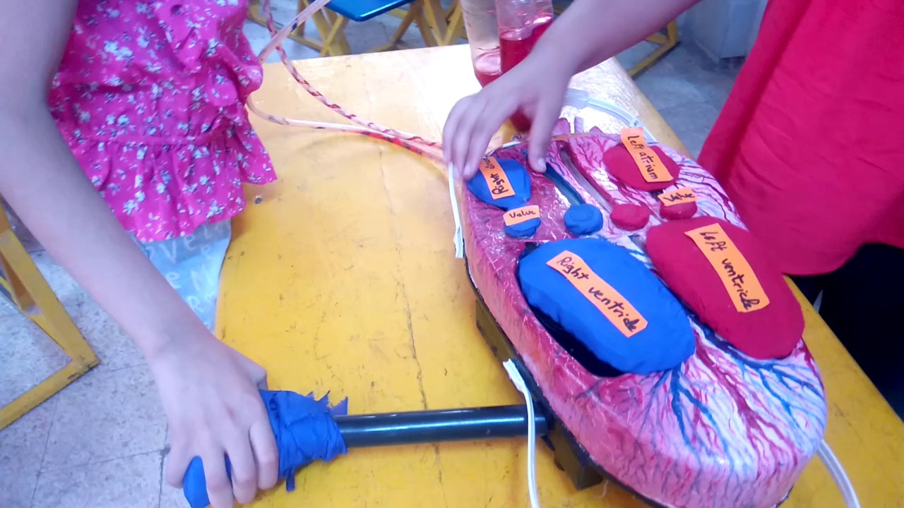 Science Project # Model Of The Human Heart Made by Mr Mostafa Ibrahim ...