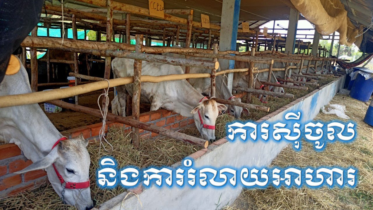 Feed Intake and Digestibility | Speed of Passage - YouTube