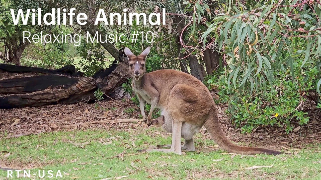 WildLife Animal Relaxing Music #10 - YouTube