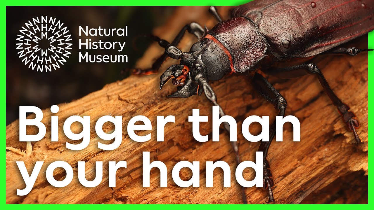 How big can beetles get? | Surprising Science - YouTube