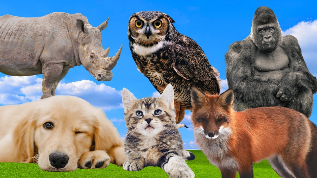 Various animal sounds found in nature: dogs, cats, rhinos, owls, foxes ...