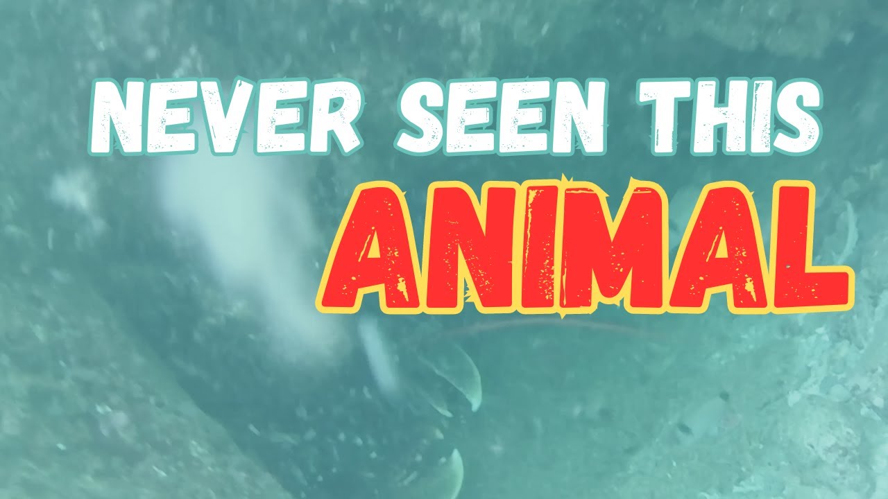 I Had NEVER Seen Such A RARE ANIMAL YouTube i-had-never-seen-such-a-rare-animal-youtube