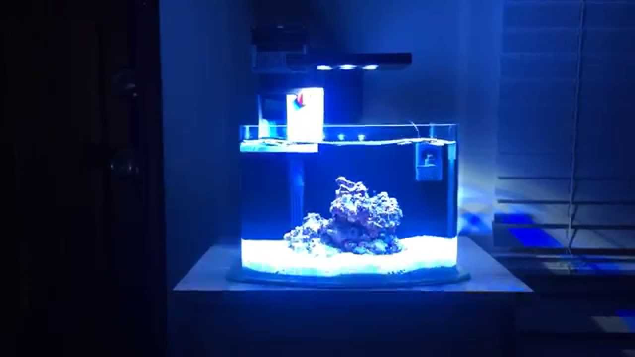 3 Gallon JBJ Picotope With A Innovative Marine 18 Watt SKKYE LED (Part ...