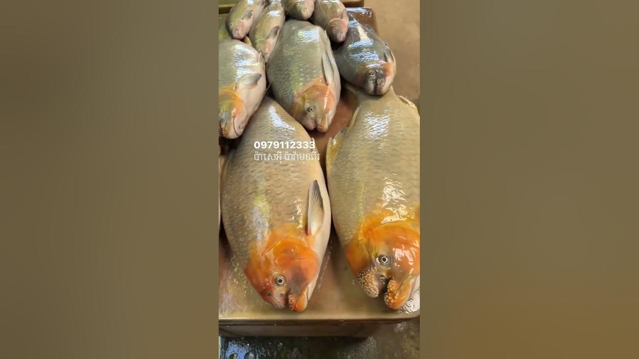 ត្រីទន្លេខេត្តស្ទឹងត្រែង #ត្រីប៉ាសេអ៊ី 1kgឡេីង #ត្រីប៉ាវ៉ាមុខពីរ 2kg ទៅ ...