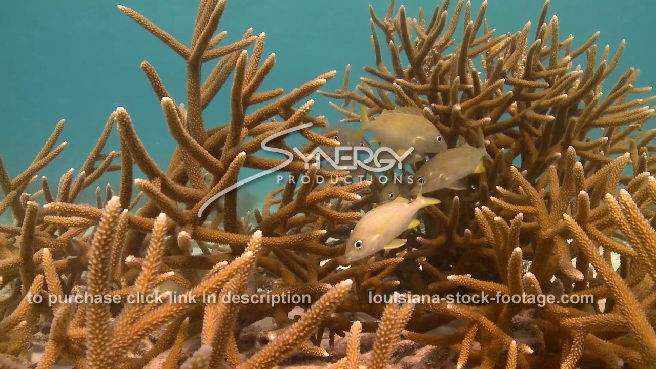 2093B beautiful shot yellow grunt fish in staghorn coral - YouTube