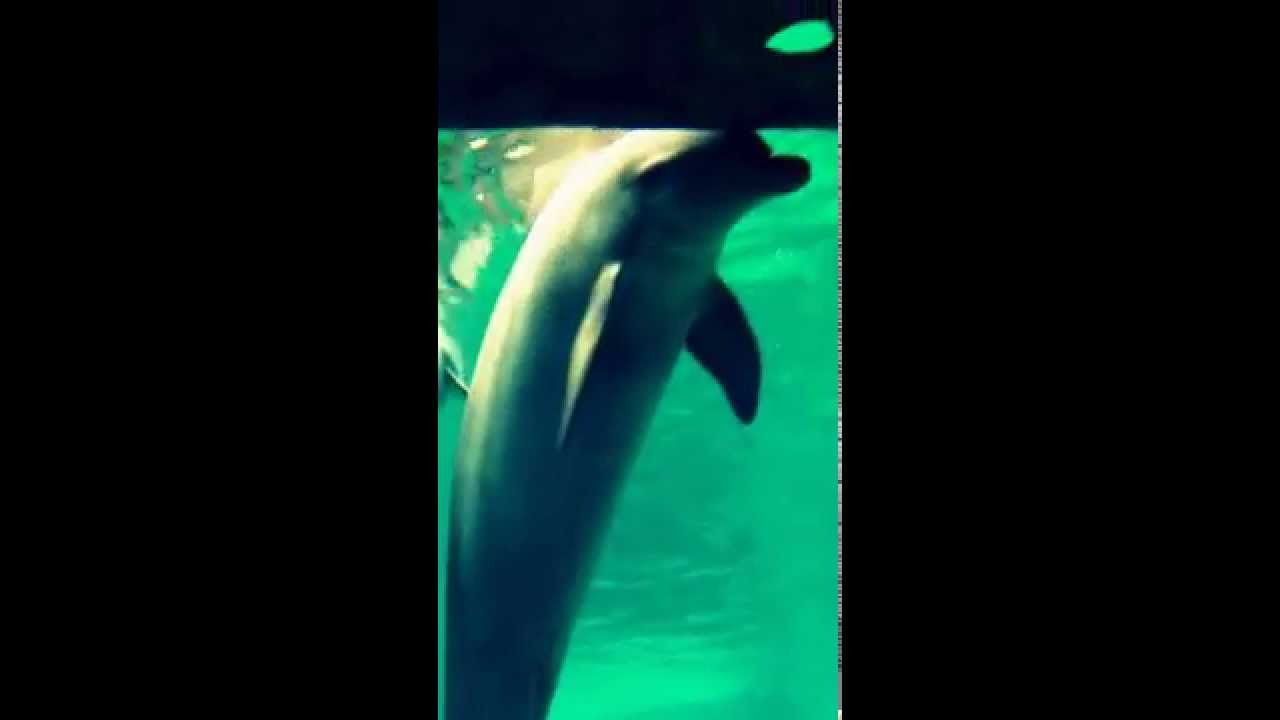 Scary dolphins - YouTube