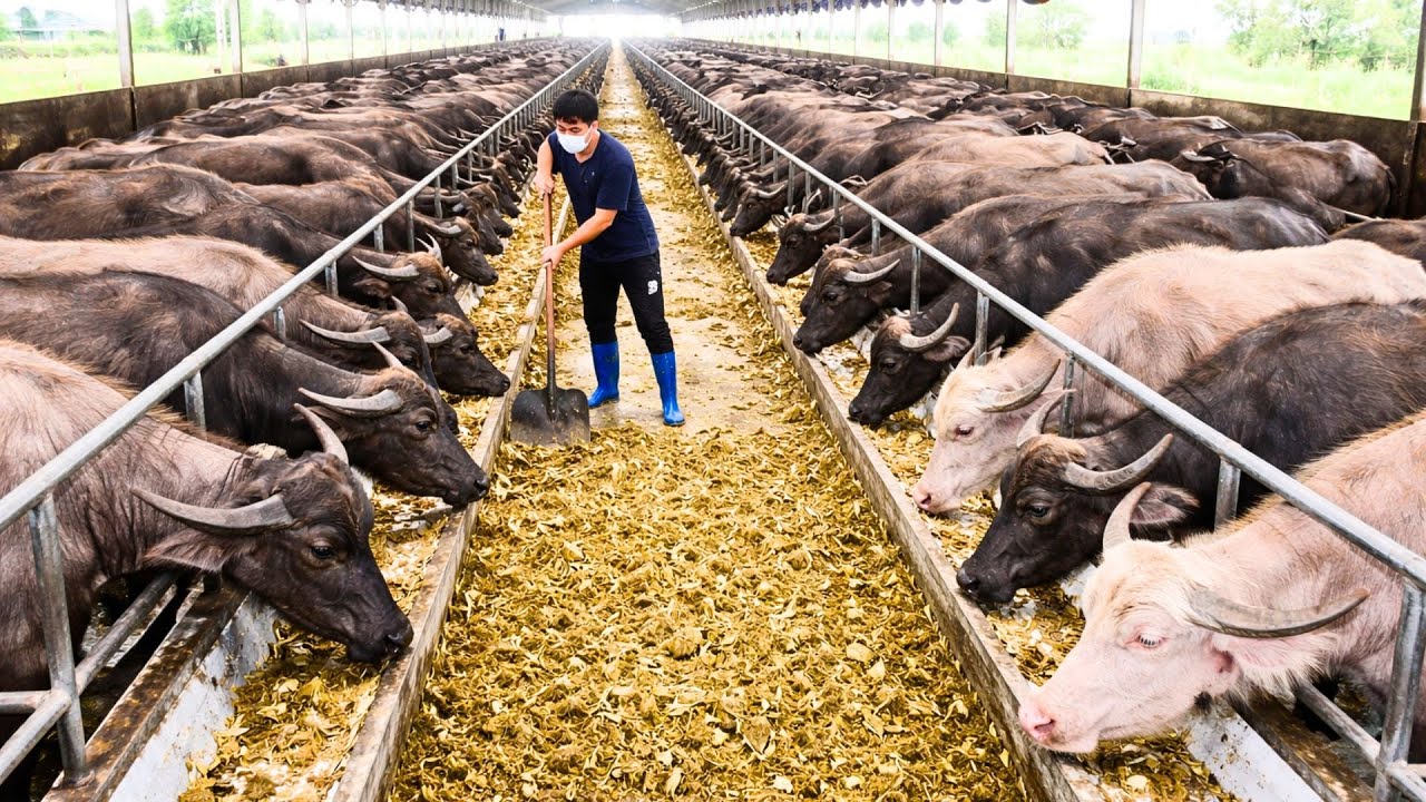 Buffalo Slaughterhouse Process Explained | Modern Hide and Meat ...