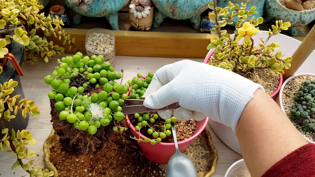 (ENG)재활용품 주워다가 다육이 작품 만들기!! Making Droopy Succulent Arrangements On a ...