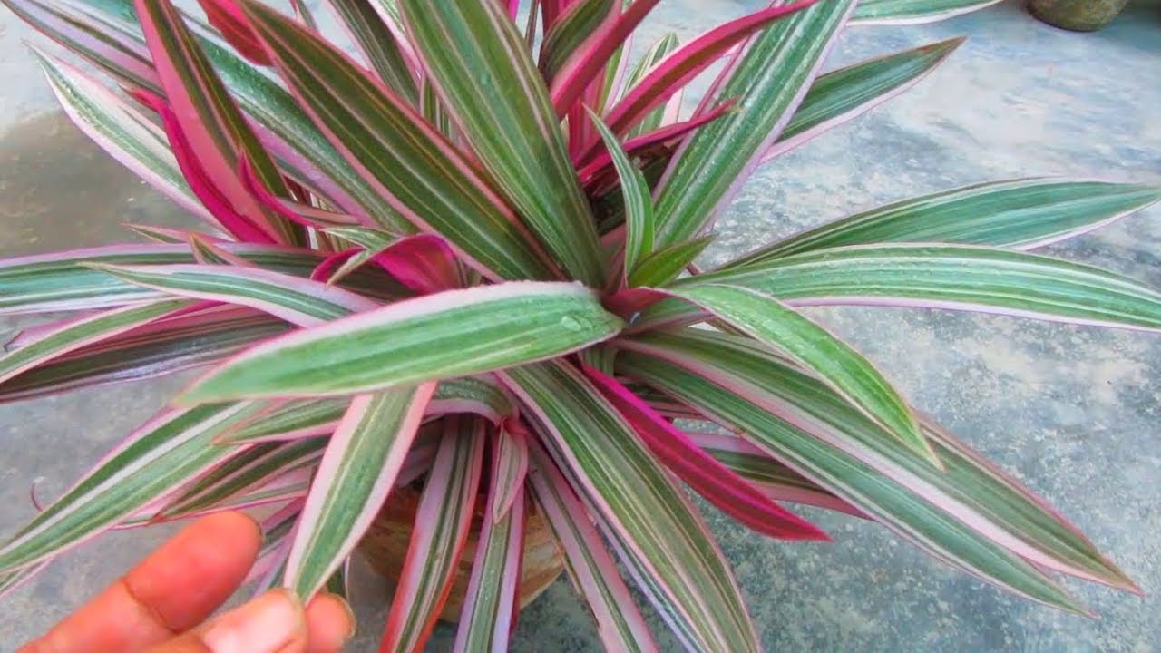 Tricolor Rhoeo Plant Caring Tips - YouTube