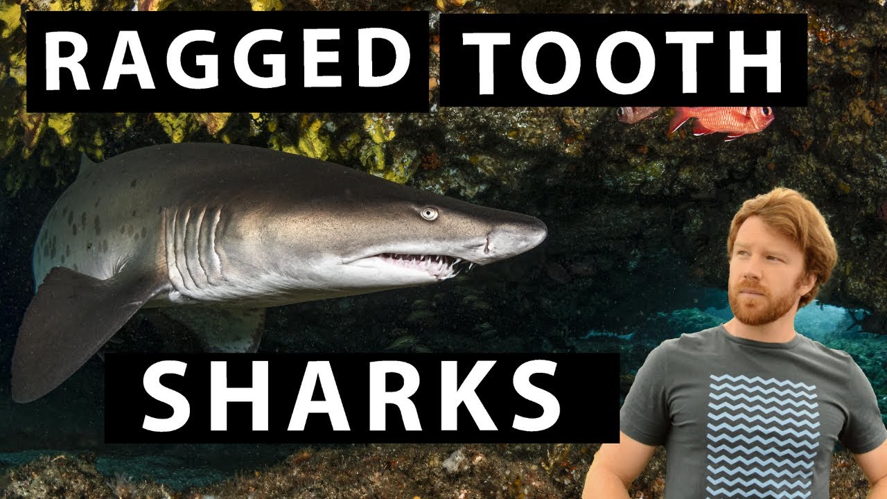 EVERYTHING YOU SHOULD KNOW ABOUT SAND TIGER SHARKS or Spotted Ragged ...