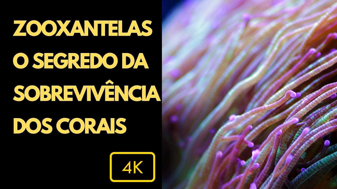 Zooxantelas e Corais no Aquário Marinho: O Segredo da Sobrevivência ...