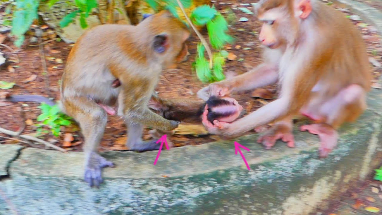 God help now...Mom SABE tells monkey MARIE please don't take my baby ...