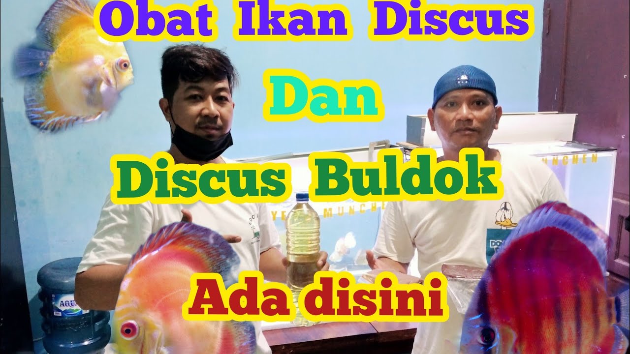 OBAT IKAN DISCUS SAKIT, CARA OM LIS HARIANTO #IKANDISCUS # ...