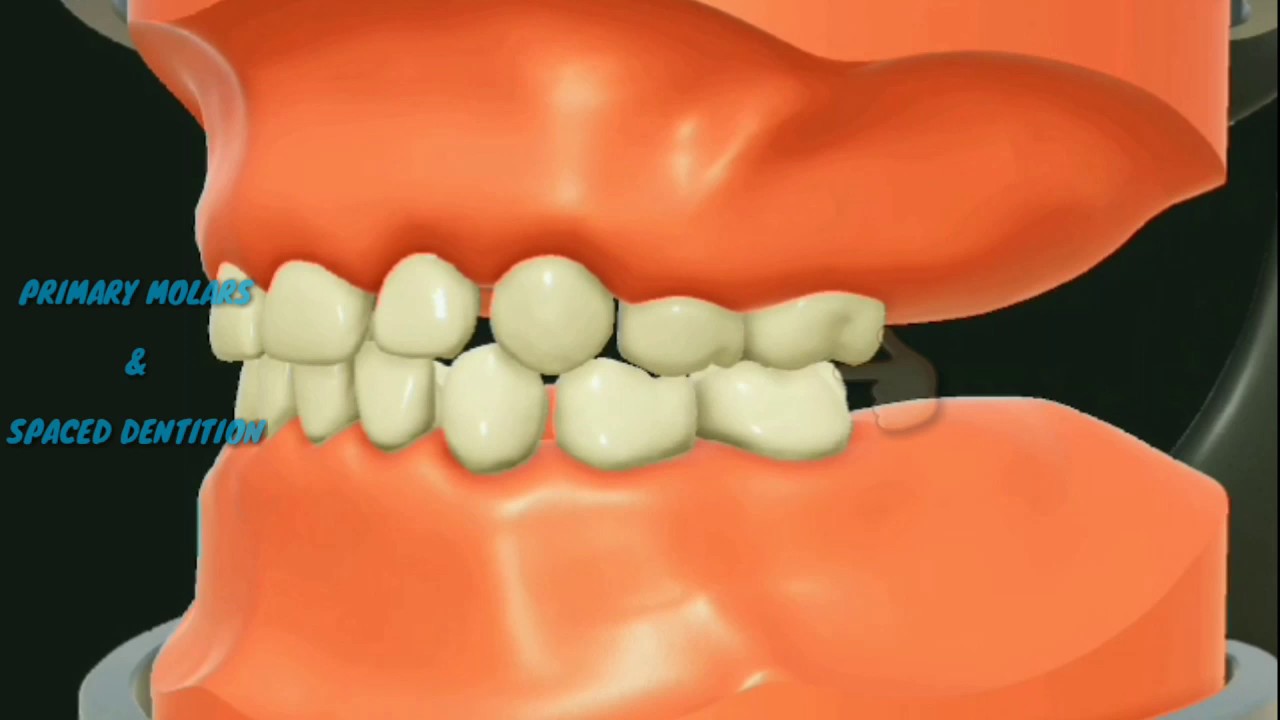 tooth numbering system | tooth identification system | tooth ...