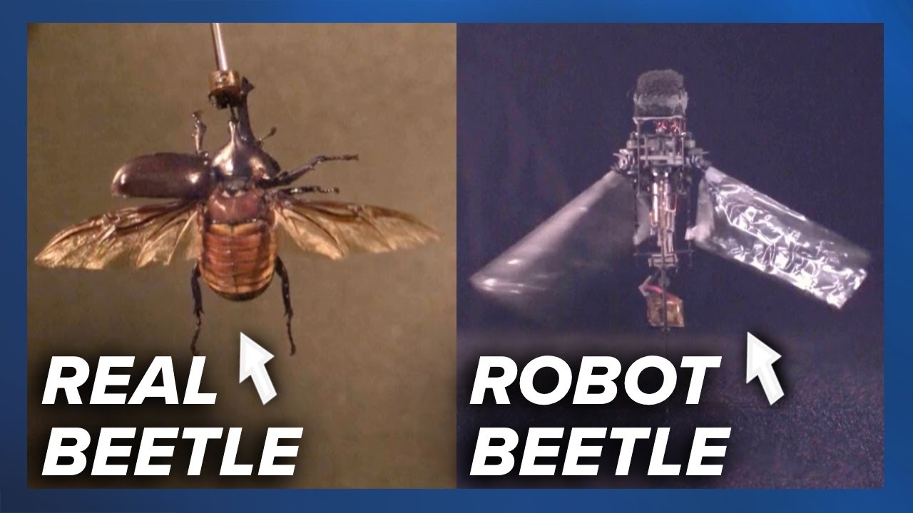 🪲 Scientists build flapping robot beetles to study how real beetles fly ...