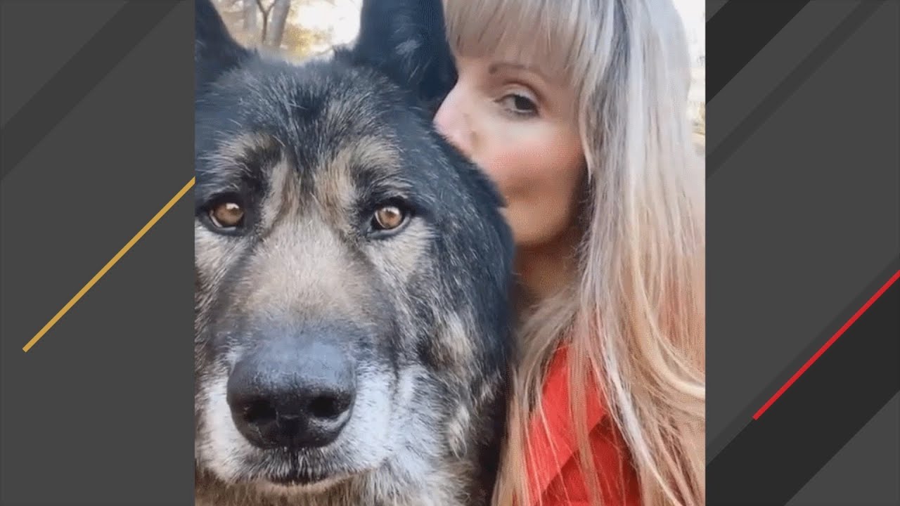 160-pound wolf dog is obsessed with this woman - YouTube