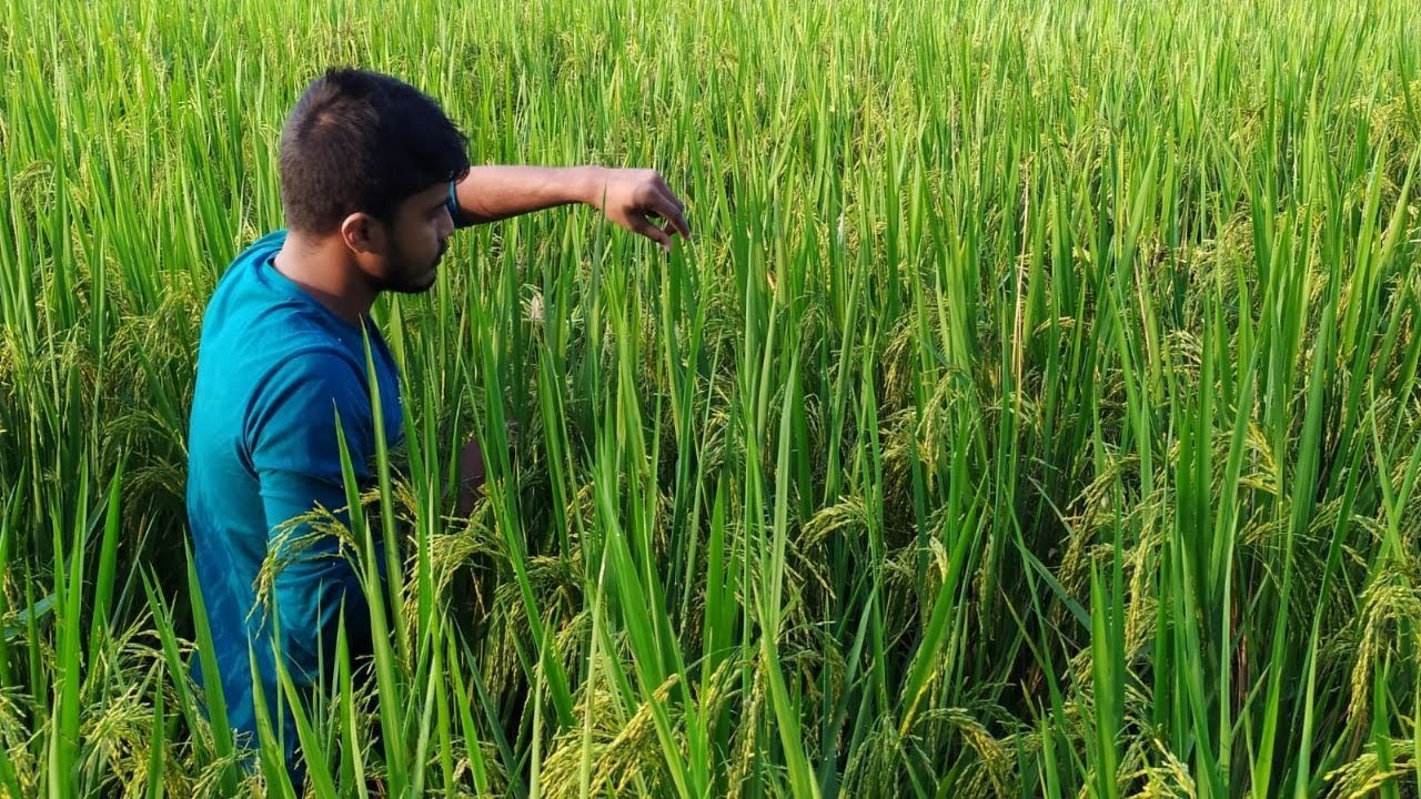 Collection of Rice Field Spider || Hand Pick || How to collect spider ...