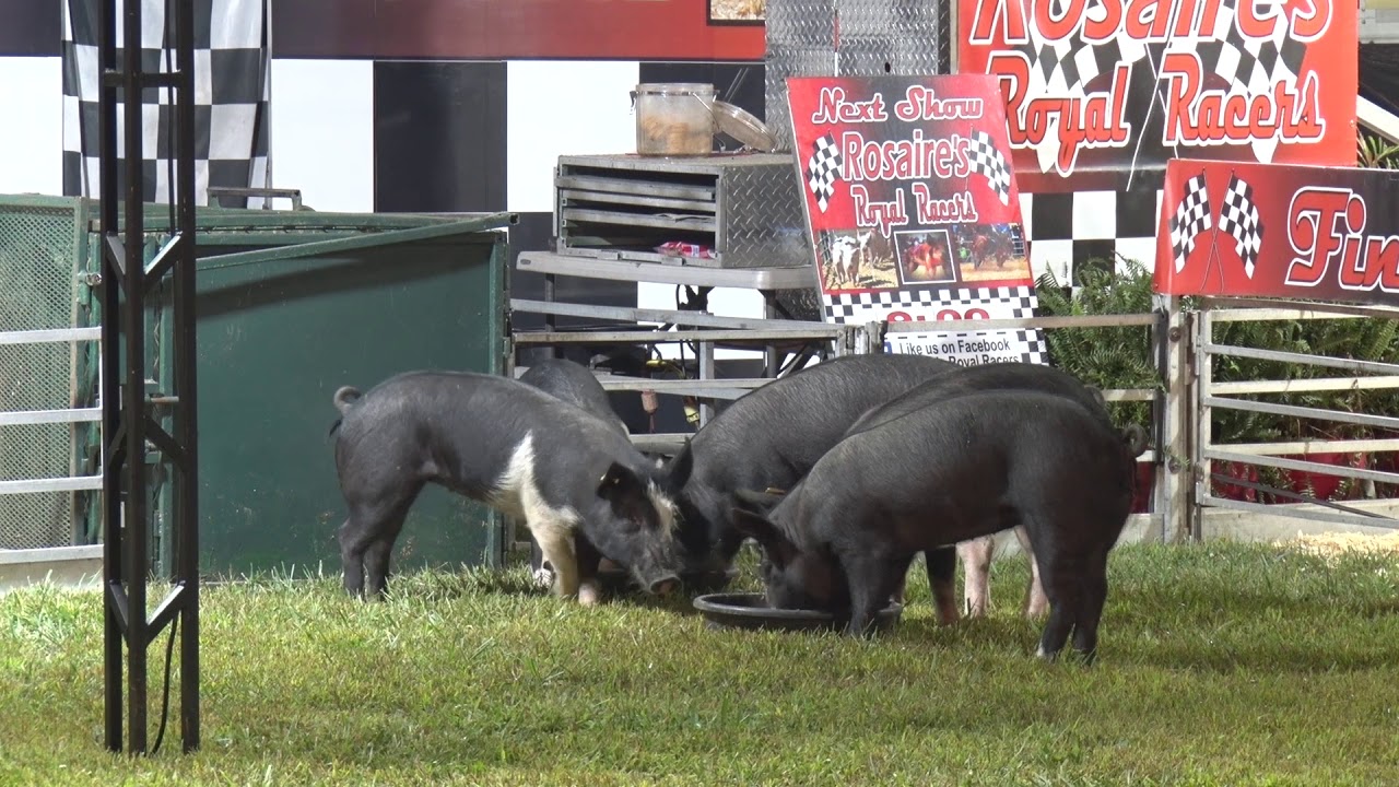 Hebron Harvest Fair Pig Race 2019 - YouTube