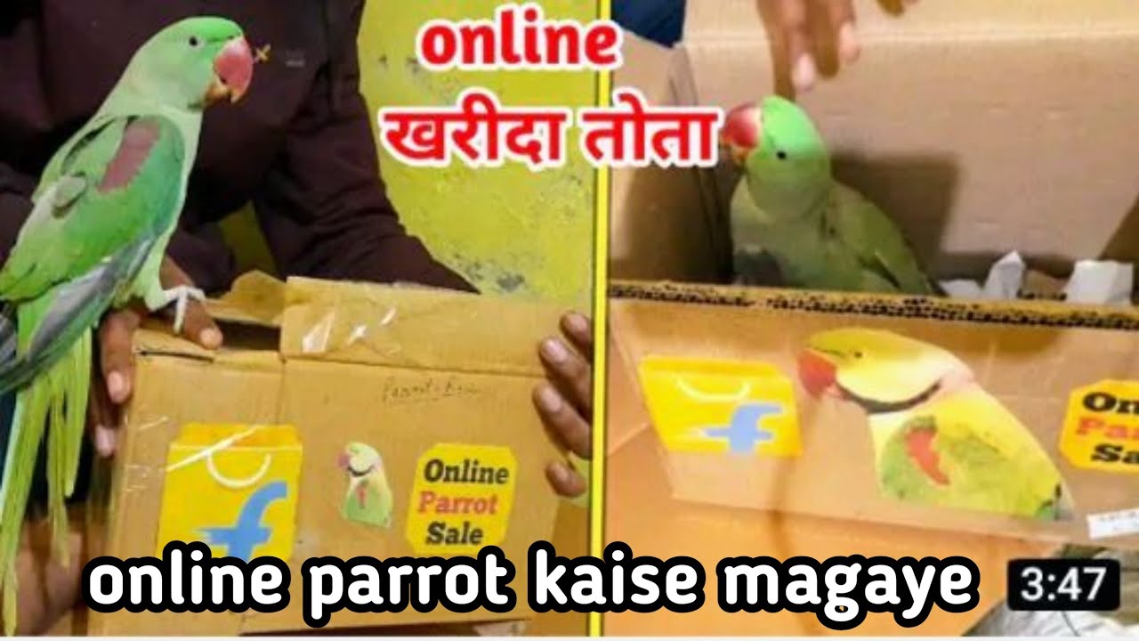 online parrot buying free dilivary| baby parrot online kaise magaye ...