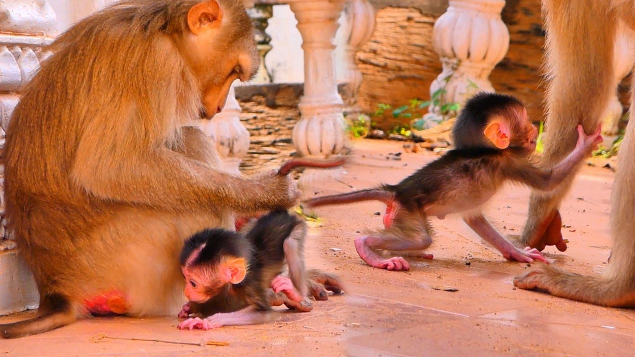 Amazing Moment! Young Mama SUSAN Gently Motivates Baby SUSI to Walk ...
