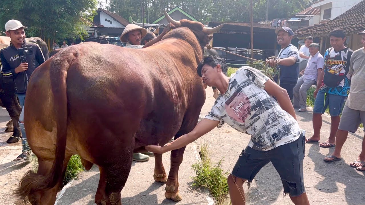 SAPI MONSTER LANGKA SUPER MAS GALIH BIKIN HEBOH‼️🔥🔥🔥 - YouTube