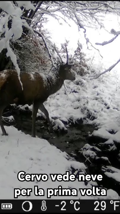 🦌Cervo di un anno vede la neve per la prima volta ️ #fototrappola # ...