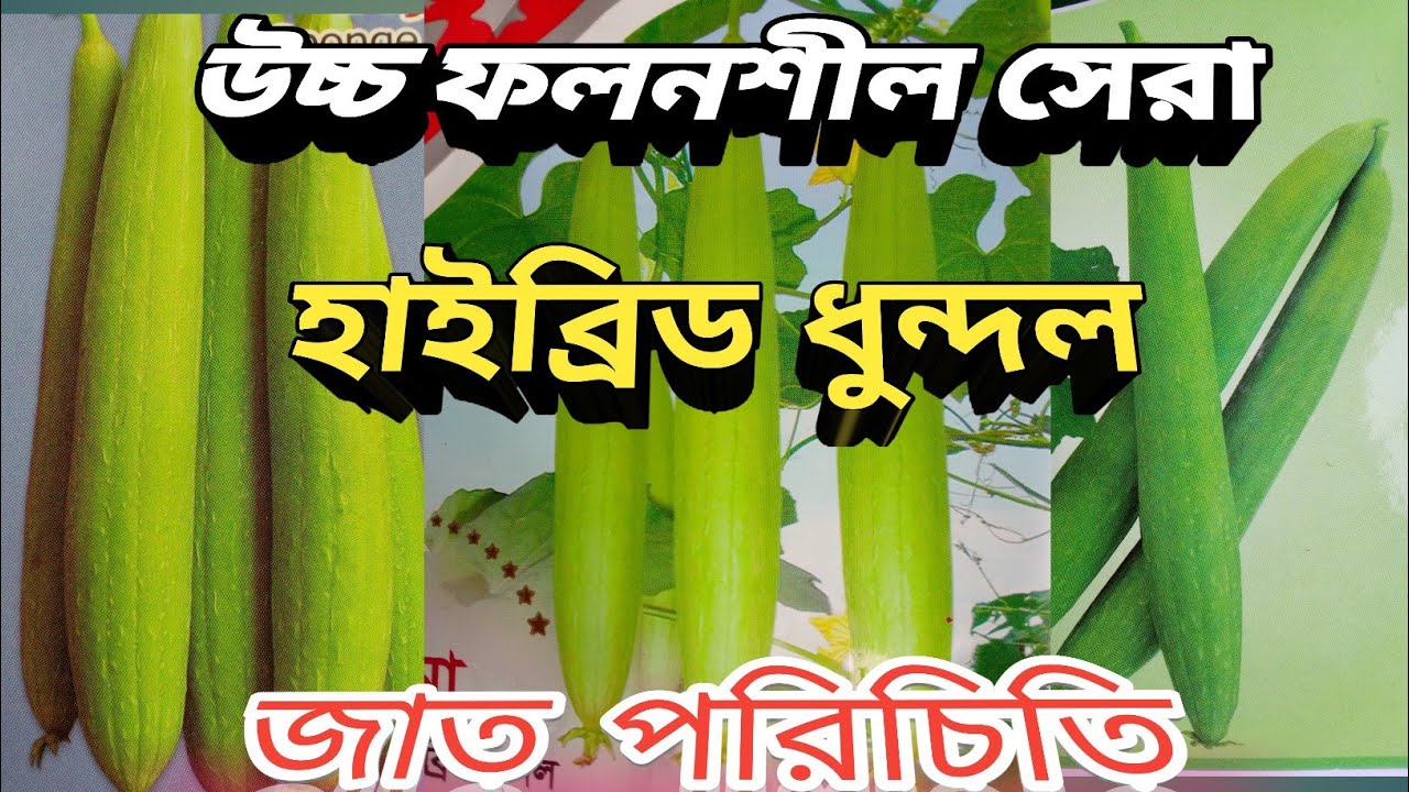 ধুন্দলের জাত পরিচিতি ২০২৫-Introduction to dhundal varieties. - YouTube