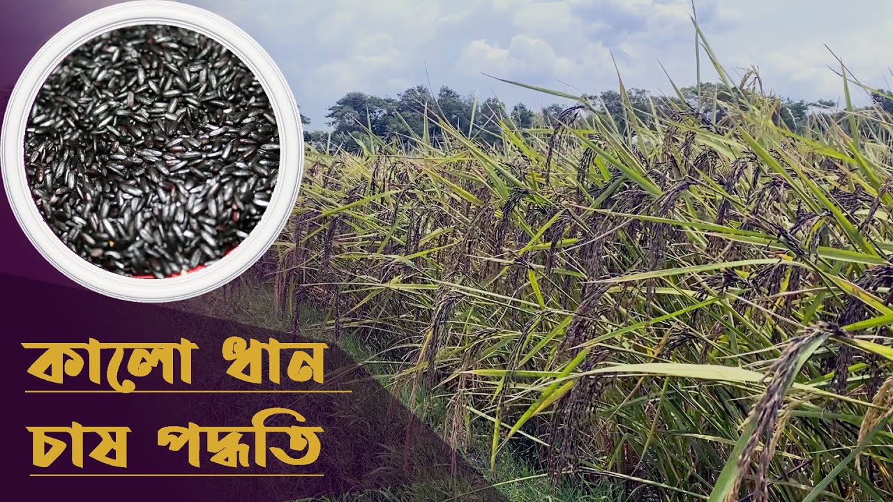 কালো ধান চাষ পদ্ধতি | black rice farming - YouTube
