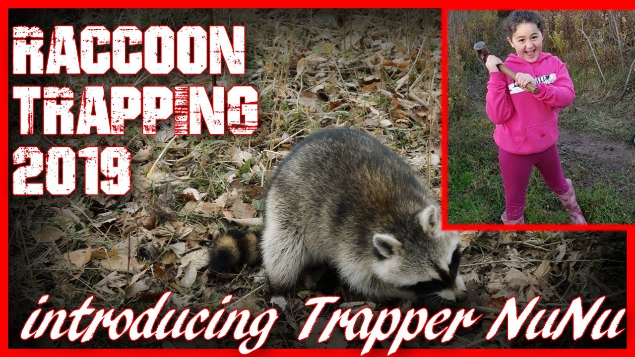 Raccoon Trapping 2019 - YouTube