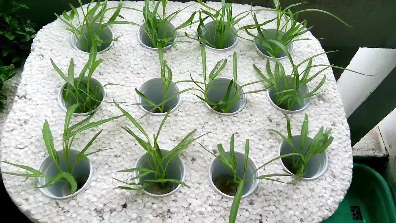 Easy....To Grow morning glory hydroponic in the basin at home - YouTube