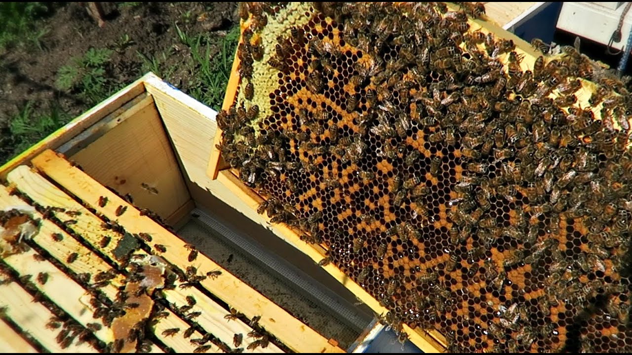 My Bees are in Trouble - YouTube
