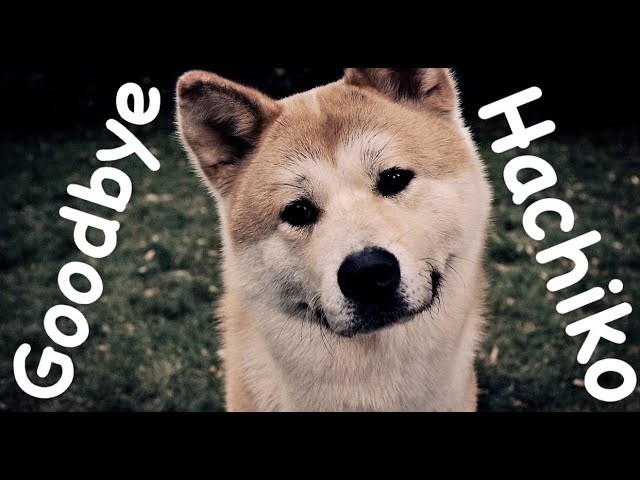Baby Hachiko Wallpaper