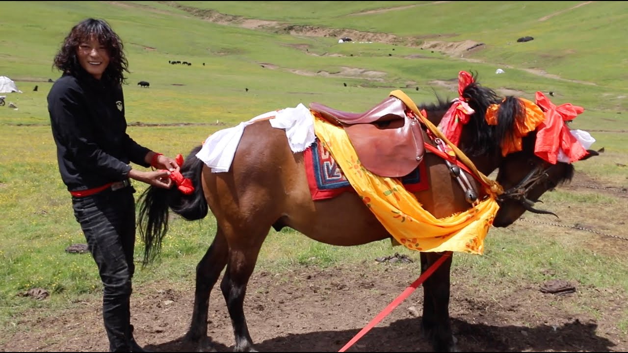 Tibetan horse ranch - YouTube