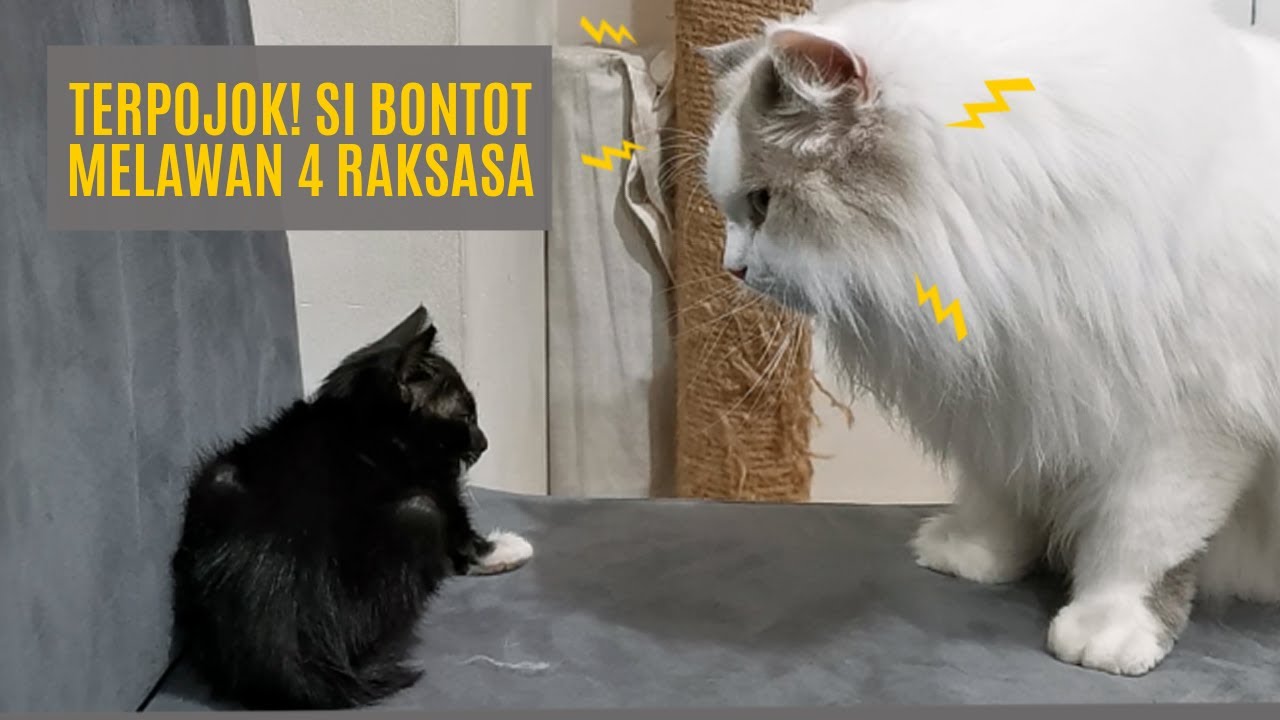 Bayi Kucing Harus Hormat Sama Bos Senior - YouTube
