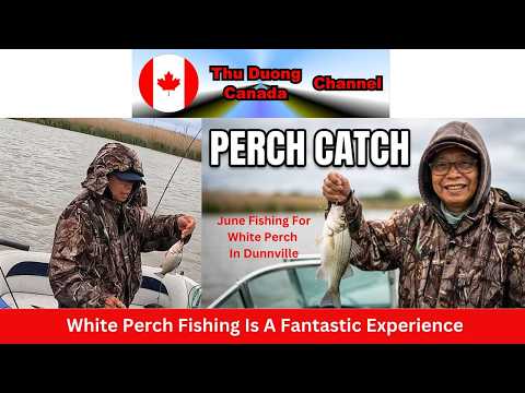 White Perch Fishing Is A Fantastic Experience