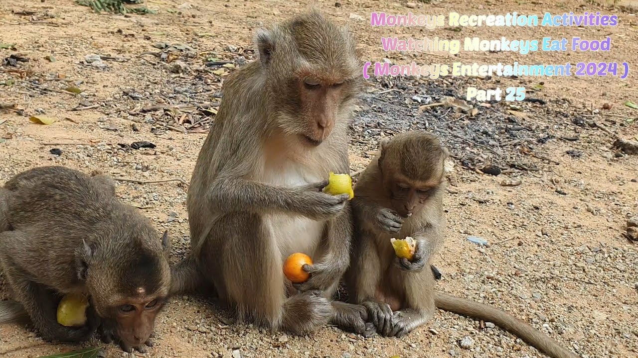 Monkey Recreation Activities and Watching Monkeys Eat Food (Monkeys ...