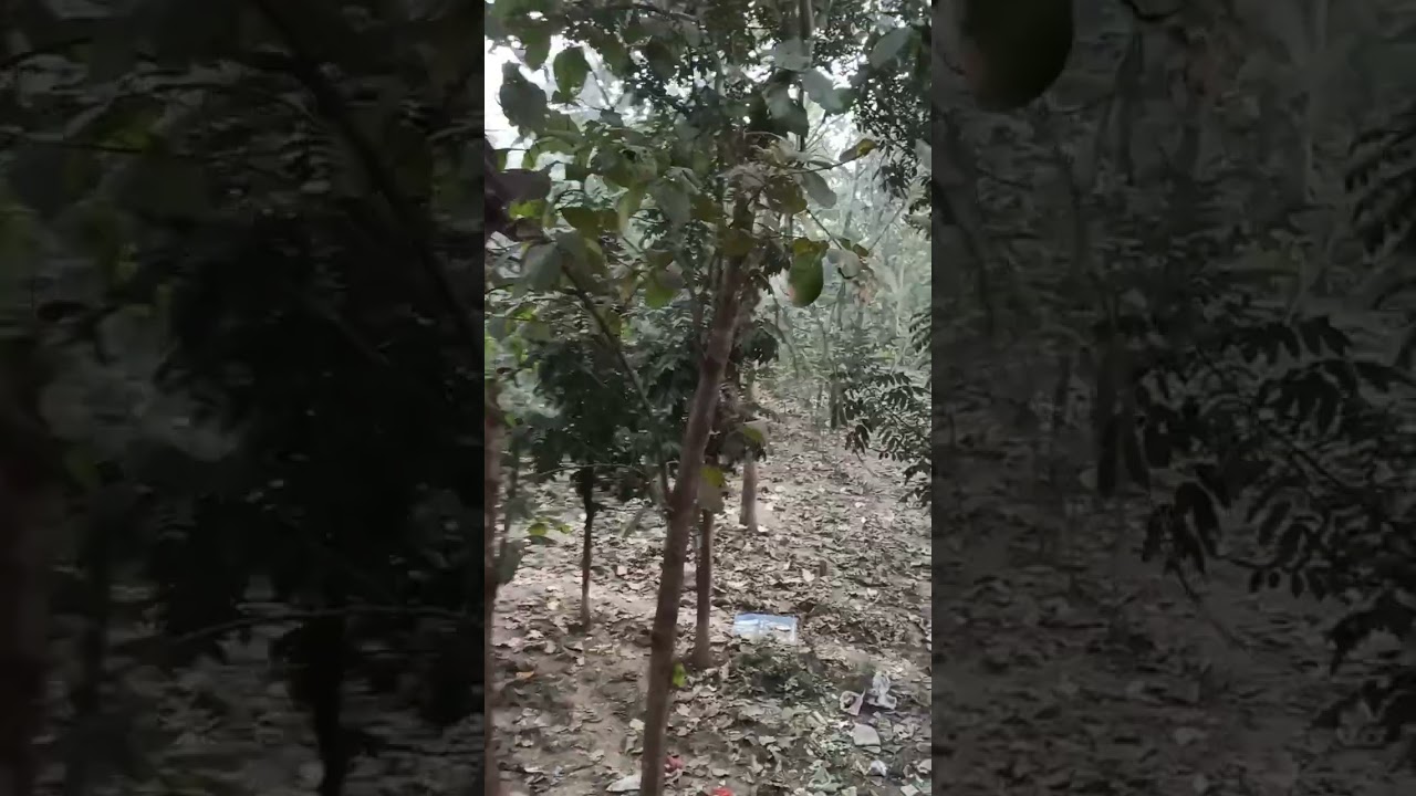 jungle m ghar #jungle #shorts #youtubeshorts #shortvideo #viral #rr ...