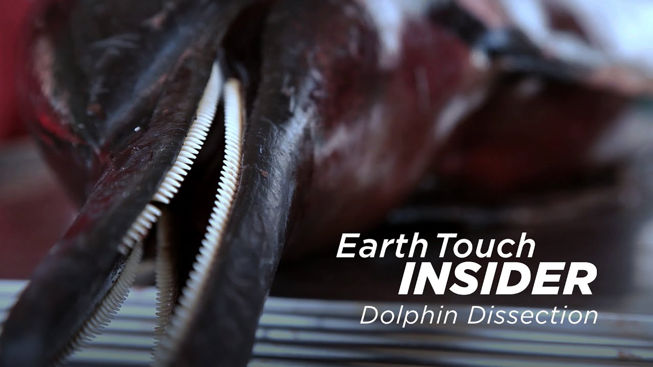 Dissecting a dolphin to find cause of death - YouTube