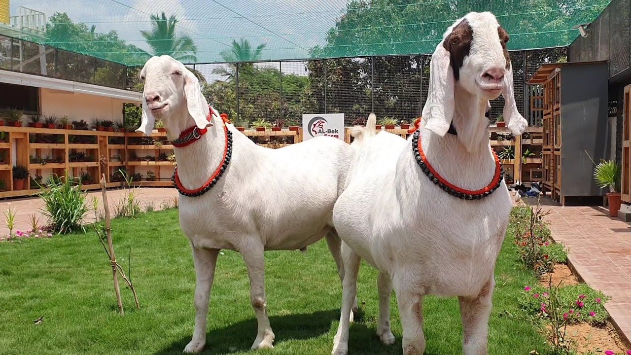 Al-Bek Goat Farm Ke Hira Aur Moti | Heaviest Sojat Goats. - YouTube
