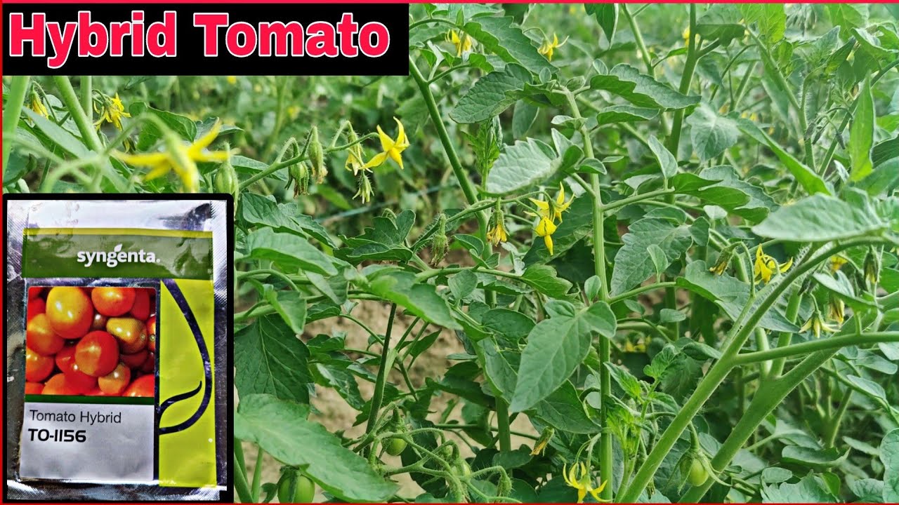 Hybrid Tomato | Syngenta To-1156 | Tamatar Ki Kheti Kaise Kare ...