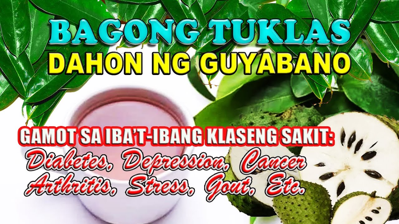 BAGONG TUKLAS! DAHON NG GUYABANO GAMOT SA NAPAKARAMING KARAMDAMAN ...