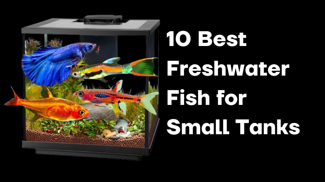 The 10 Best Freshwater Fish for Small Tanks - YouTube