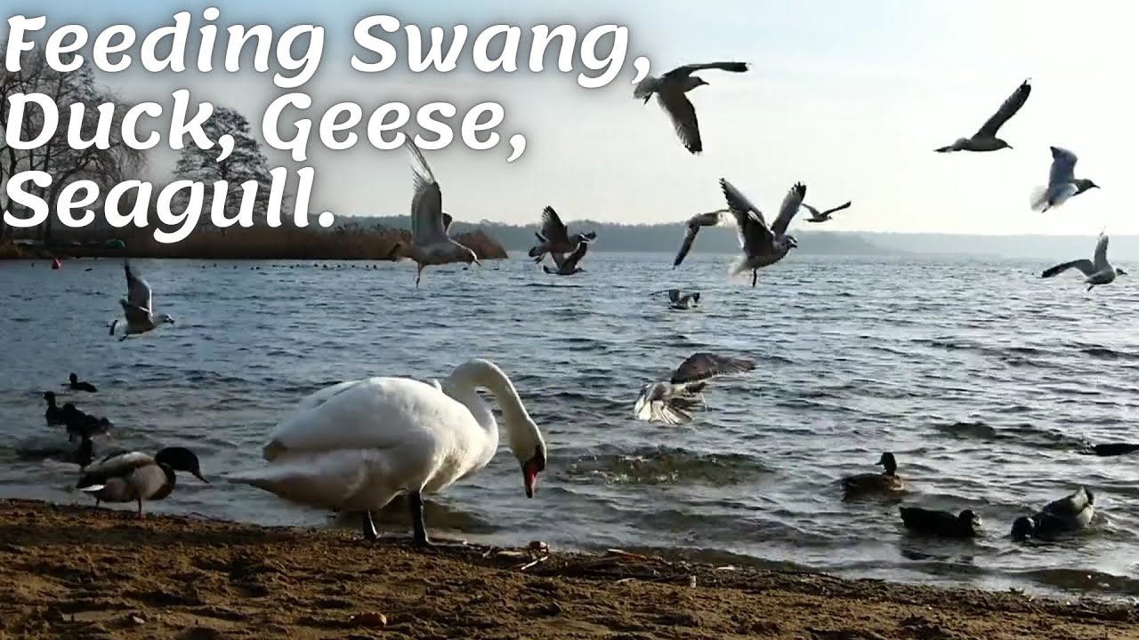 Feeding Swang, Duck, Geese, Seagull. - YouTube