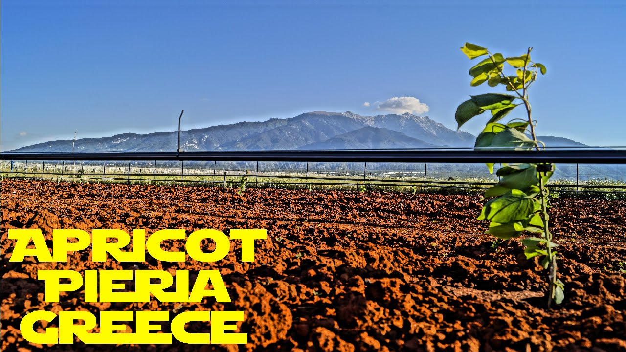 Apricot · LADY COT from Vrontou,Pieria,Greece. (it's only beginning ...