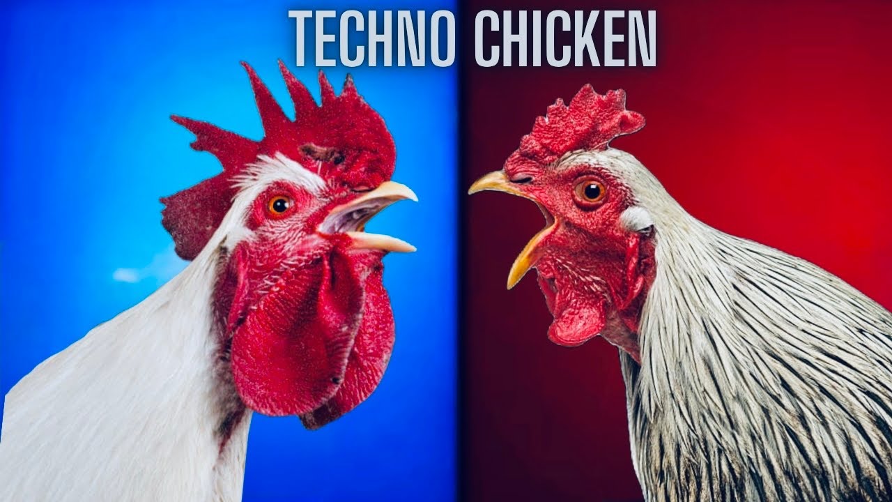 Techno Chicken Song | Ultimate Dance Remix 2025 🔥🐔 - YouTube