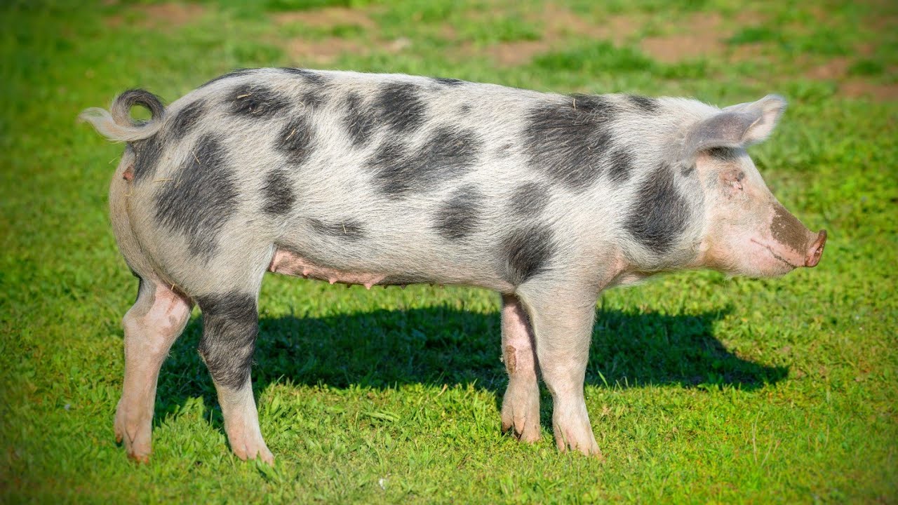 Pig Sounds and Pictures ~ Learn The Sound A Pig Makes Oink - YouTube