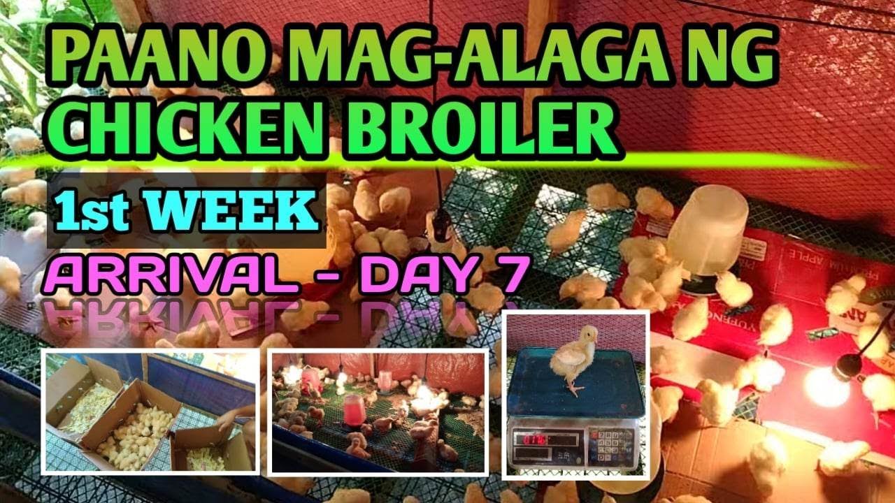 PAANO MAG-ALAGA NG CHICKEN BROILER | 1st WEEK | ARRIVAL-DAY 7 | 7th ...