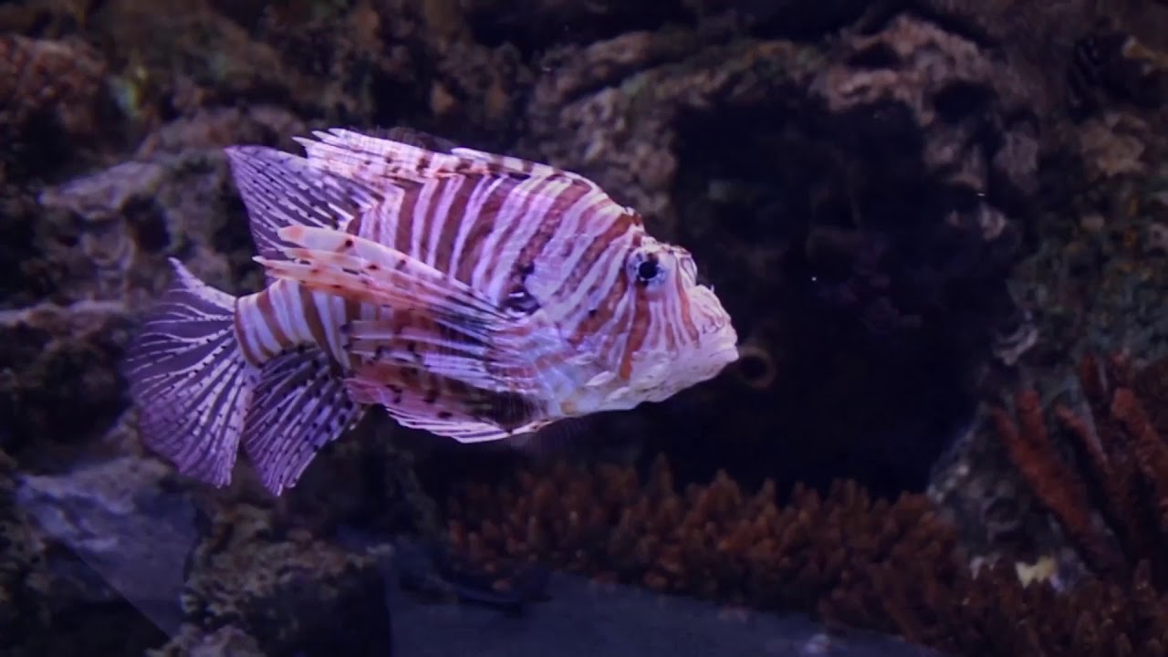 Night Fish blue colour in sea - YouTube