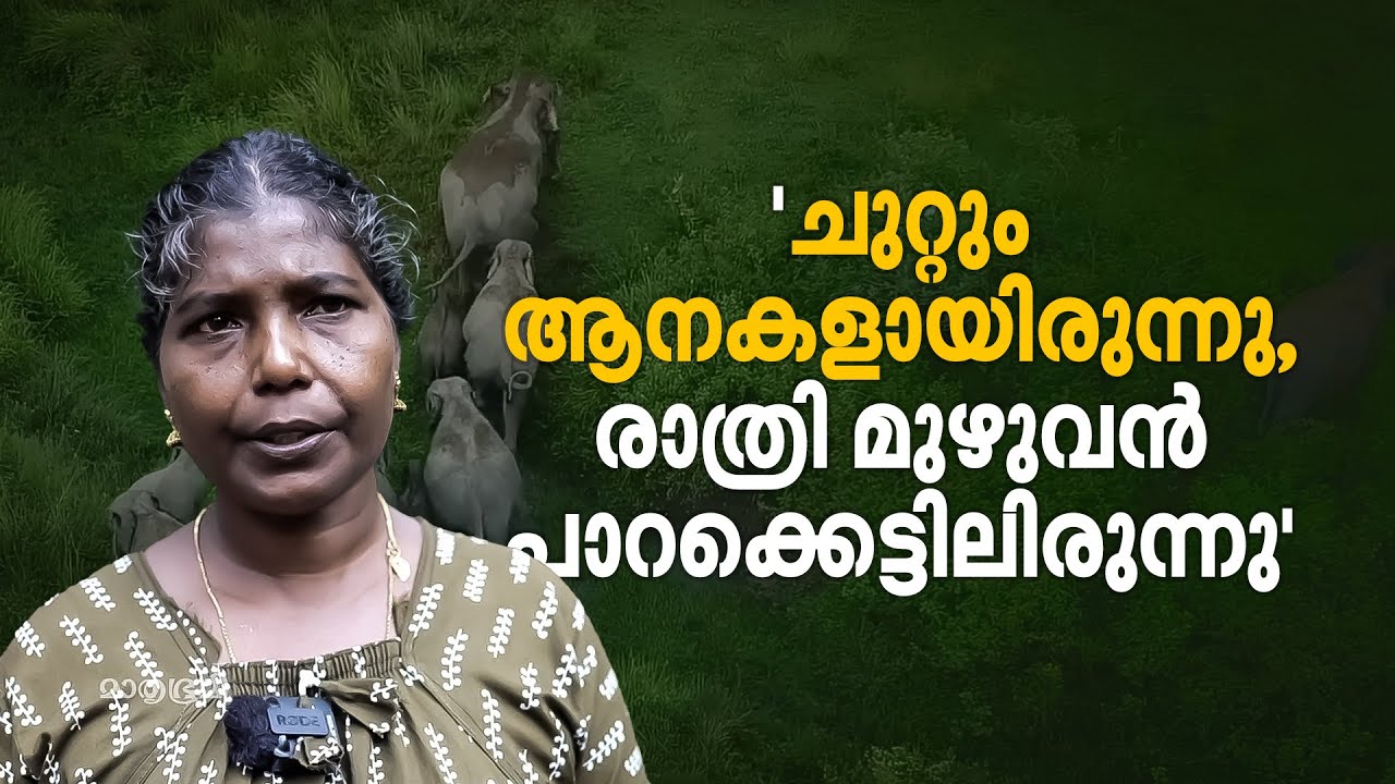 ആനക്കൂട്ടത്തിന് നടുവിൽ ഒരു രാത്രി മുഴുവൻ കാട്ടിൽ; അ‌നുഭവം വിവരിച്ച് മായ | Kuttampuzha Missing ...