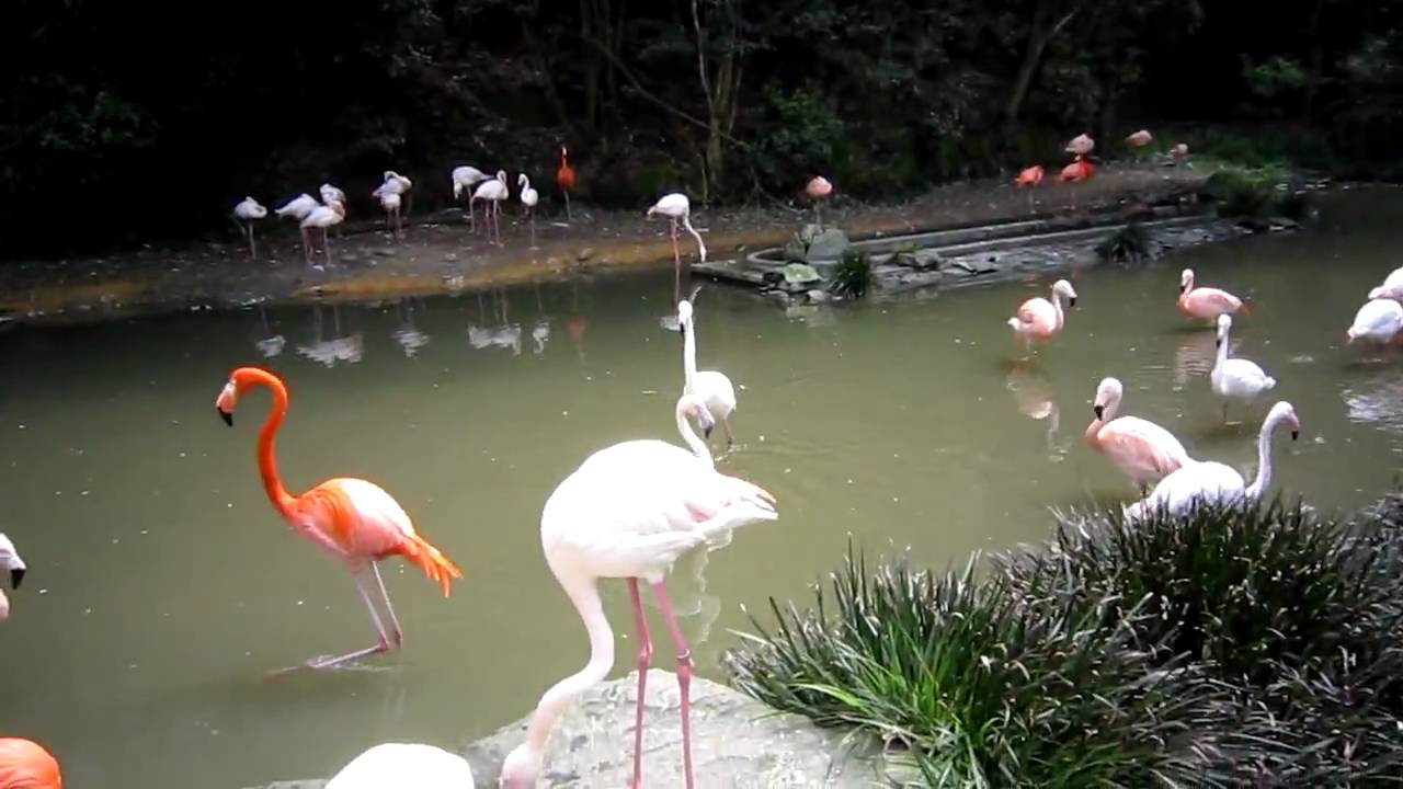 Flamingo Feeding - YouTube